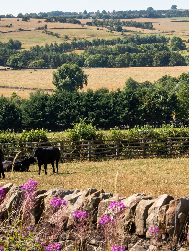 Fellside Gardens | New Build Homes | Miller Homes